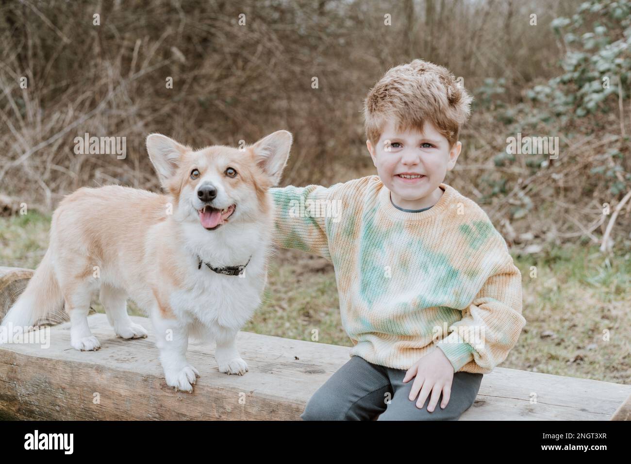 Four year old boy with his pet welsh pembroke corgi Stock Photo - Alamy