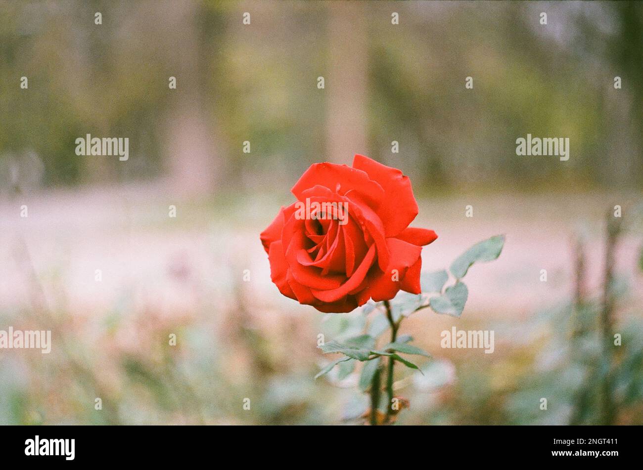 Lonely rose hi-res stock photography and images - Alamy