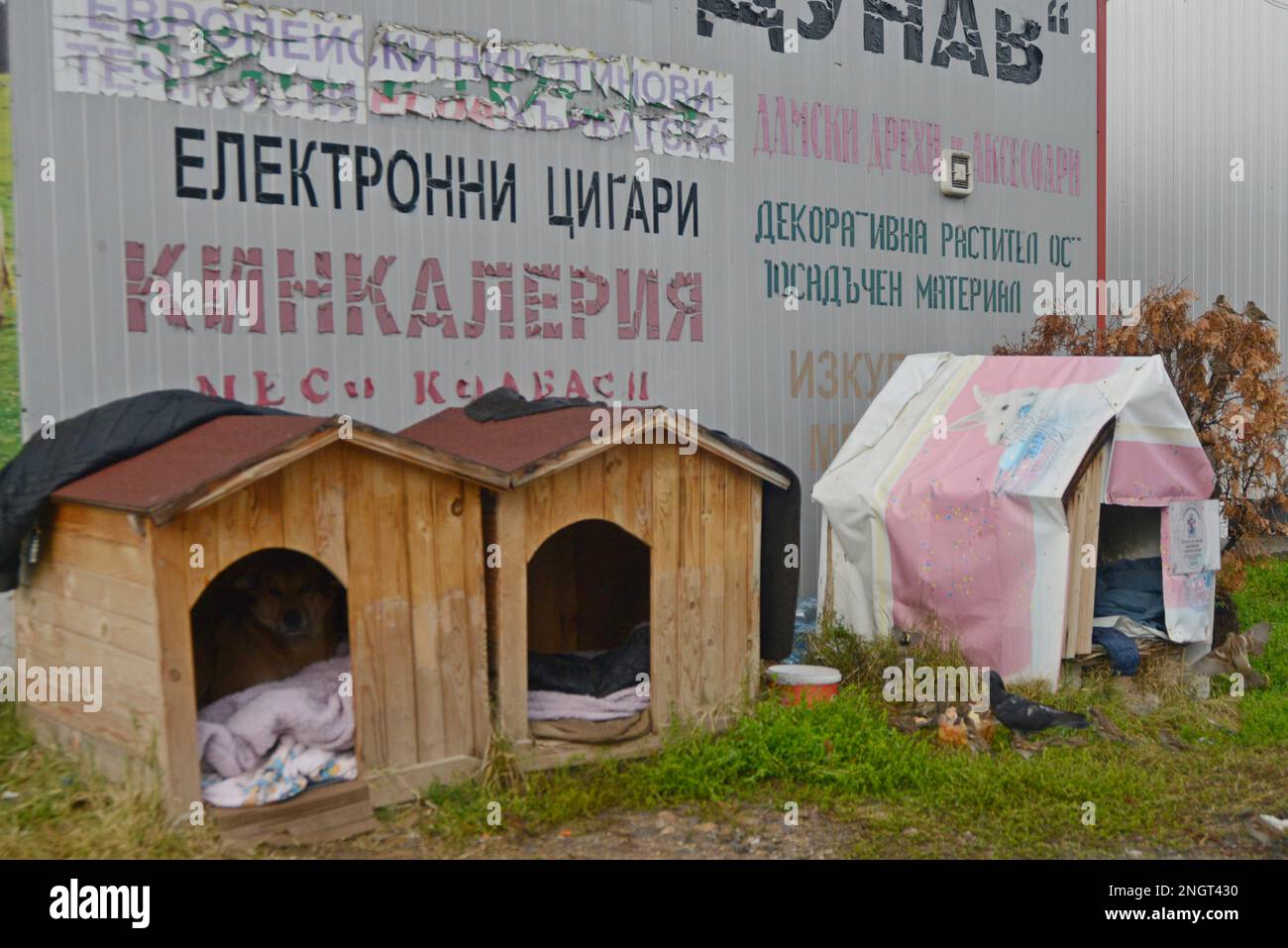 A stray street dog rests in a kennel provided by a chairty caring for ...