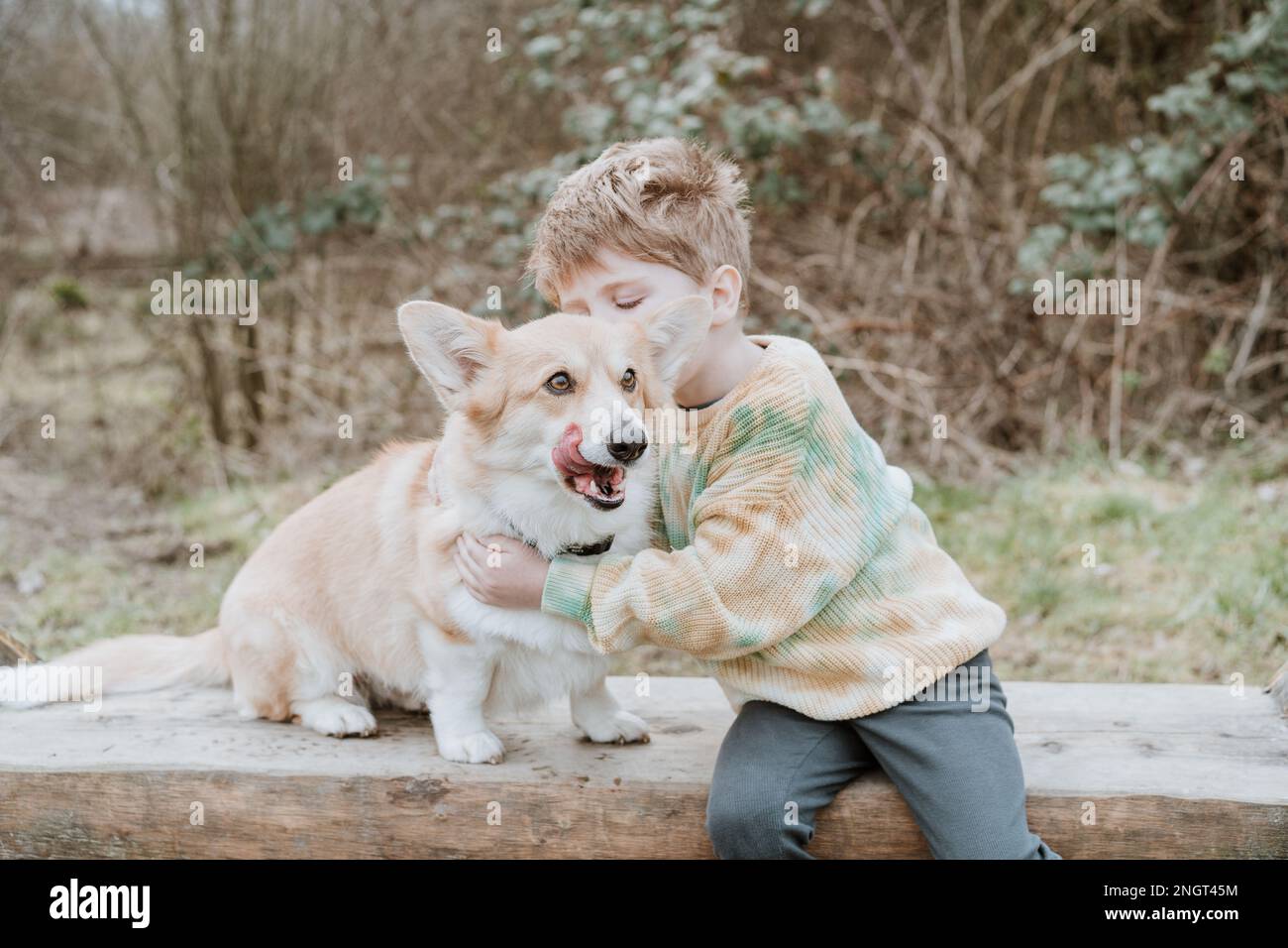 Four year old boy with his pet welsh pembroke corgi Stock Photo - Alamy