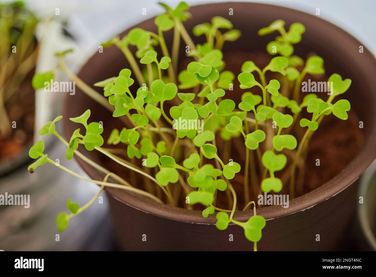 green seedling sprouts in a pot Stock Photo - Alamy