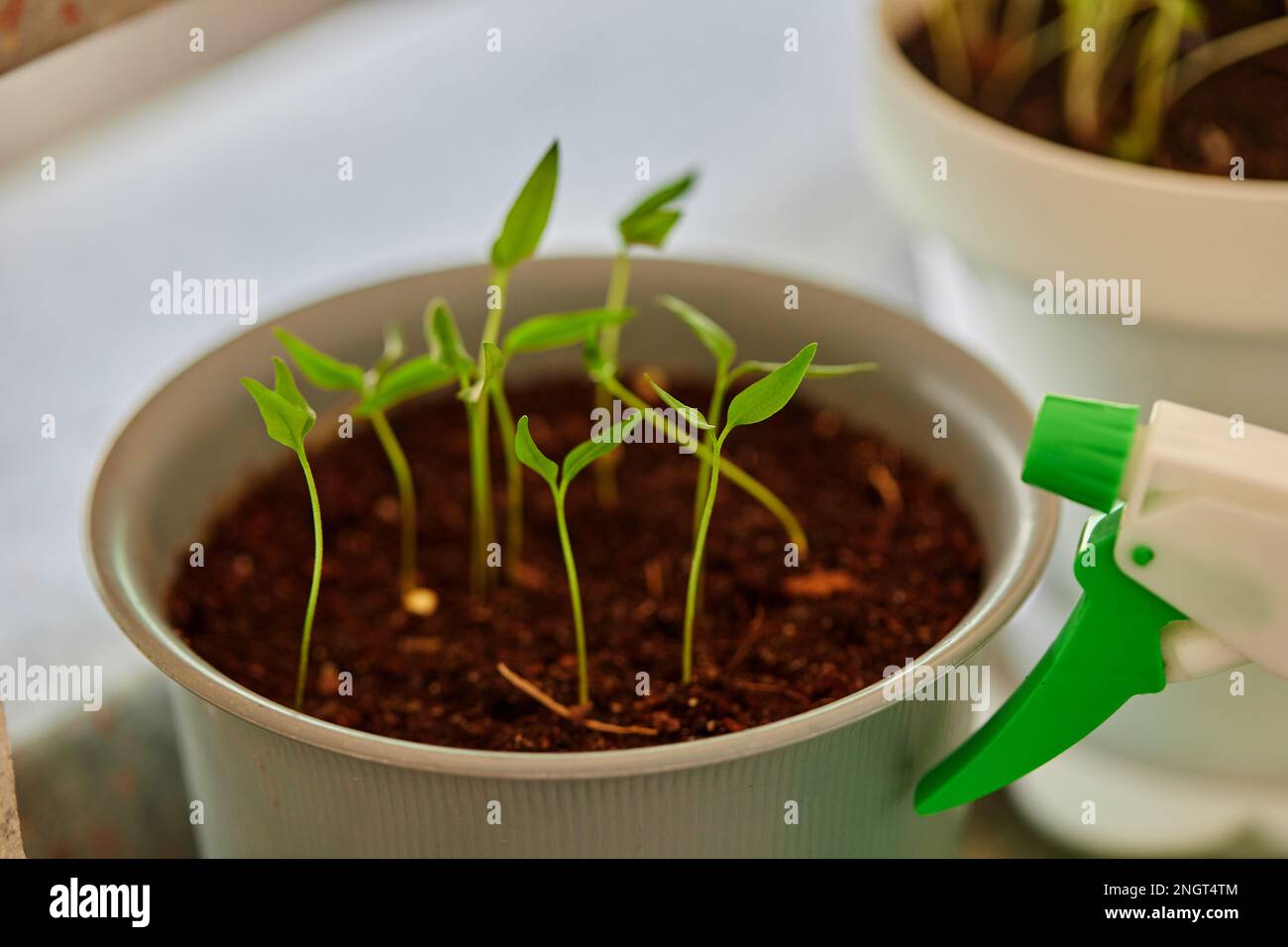 Child seed plant seed hi-res stock photography and images - Alamy