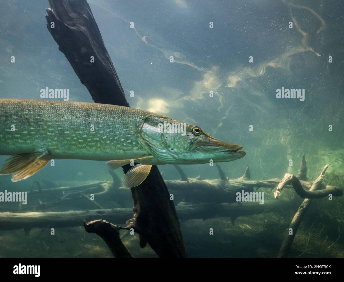 Nordic pike swimming by sunken tree trunk Stock Photo - Alamy