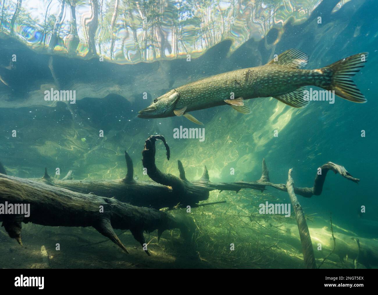 Nordic pike swimming by sunken trees Stock Photo - Alamy