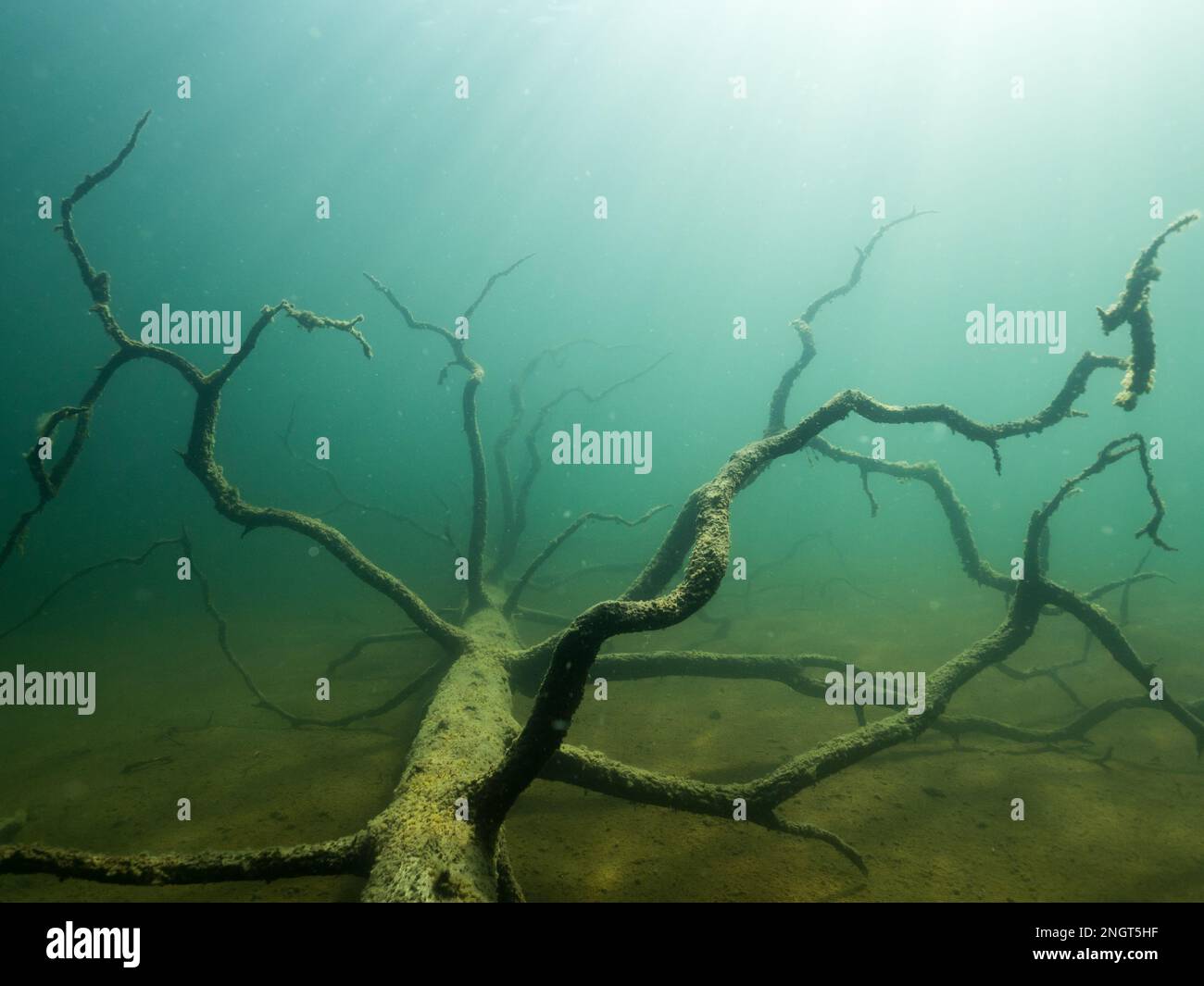 Sunken branches hi-res stock photography and images - Alamy