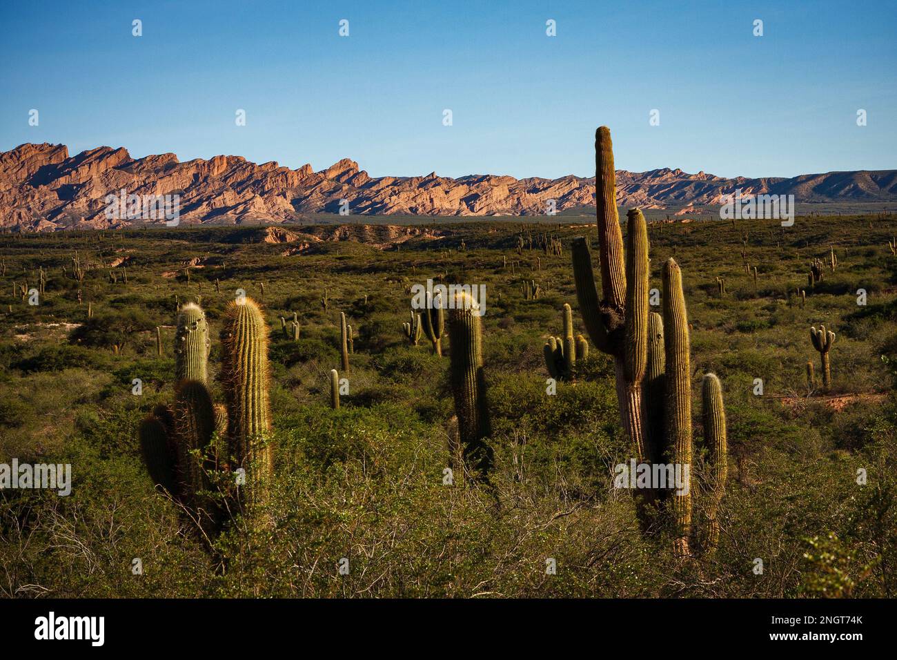 Cactus and desert hi-res stock photography and images - Alamy