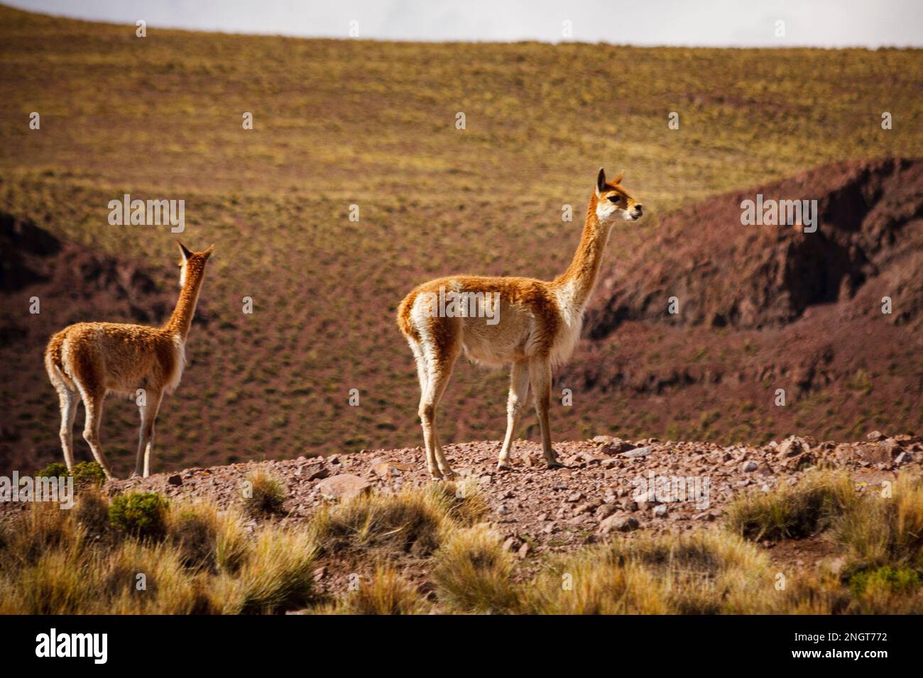 guanaco lama alpaca in the bolivian andes Stock Photo - Alamy
