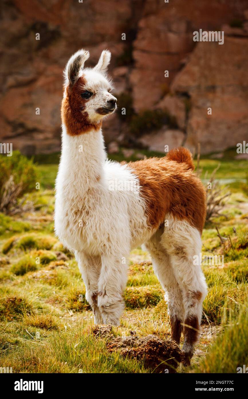 baby alpaca in bolivian andes Stock Photo - Alamy