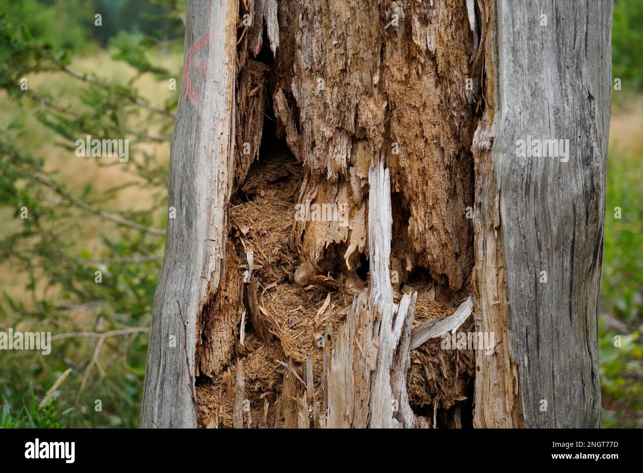 Deforestation of our forests leads to more climate catastrophes plus ...