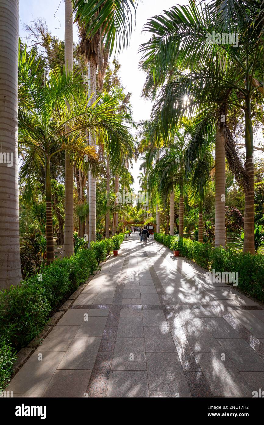 Botanical Garden at the Kitchener's Island in Nile river, Aswan, Egypt ...