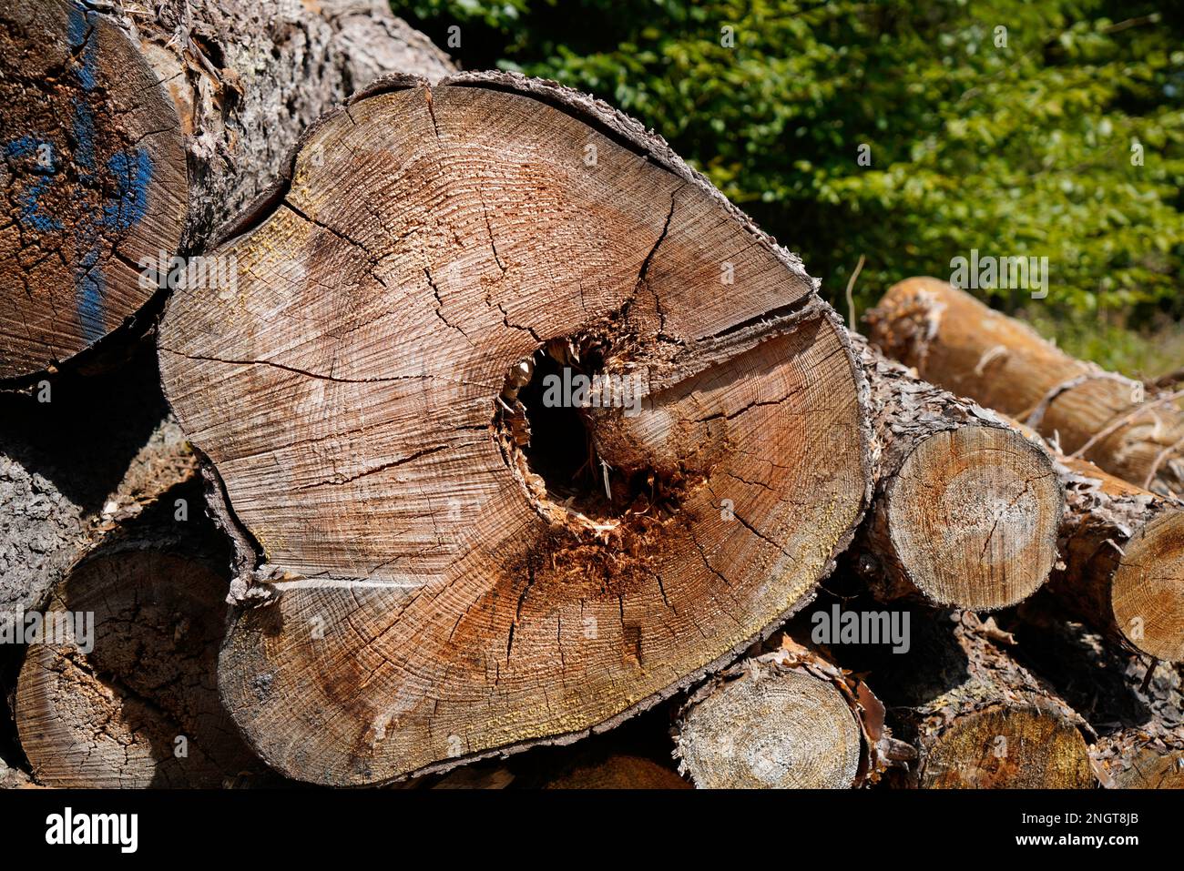 Deforestation of our forests leads to more climate catastrophes plus ...