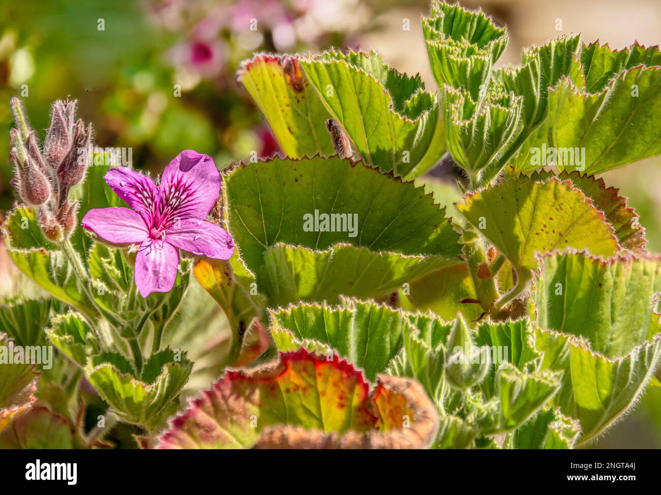 Pelargonium cucullatum Flower closeup Stock Photo - Alamy