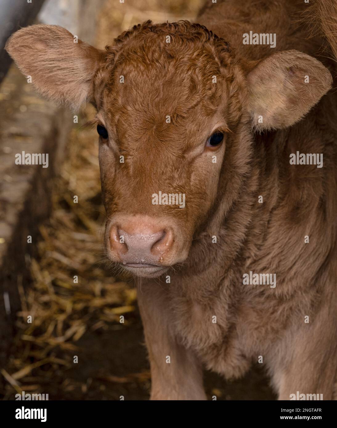 Limousin cattle in a barn with mothers and babys Stock Photo - Alamy