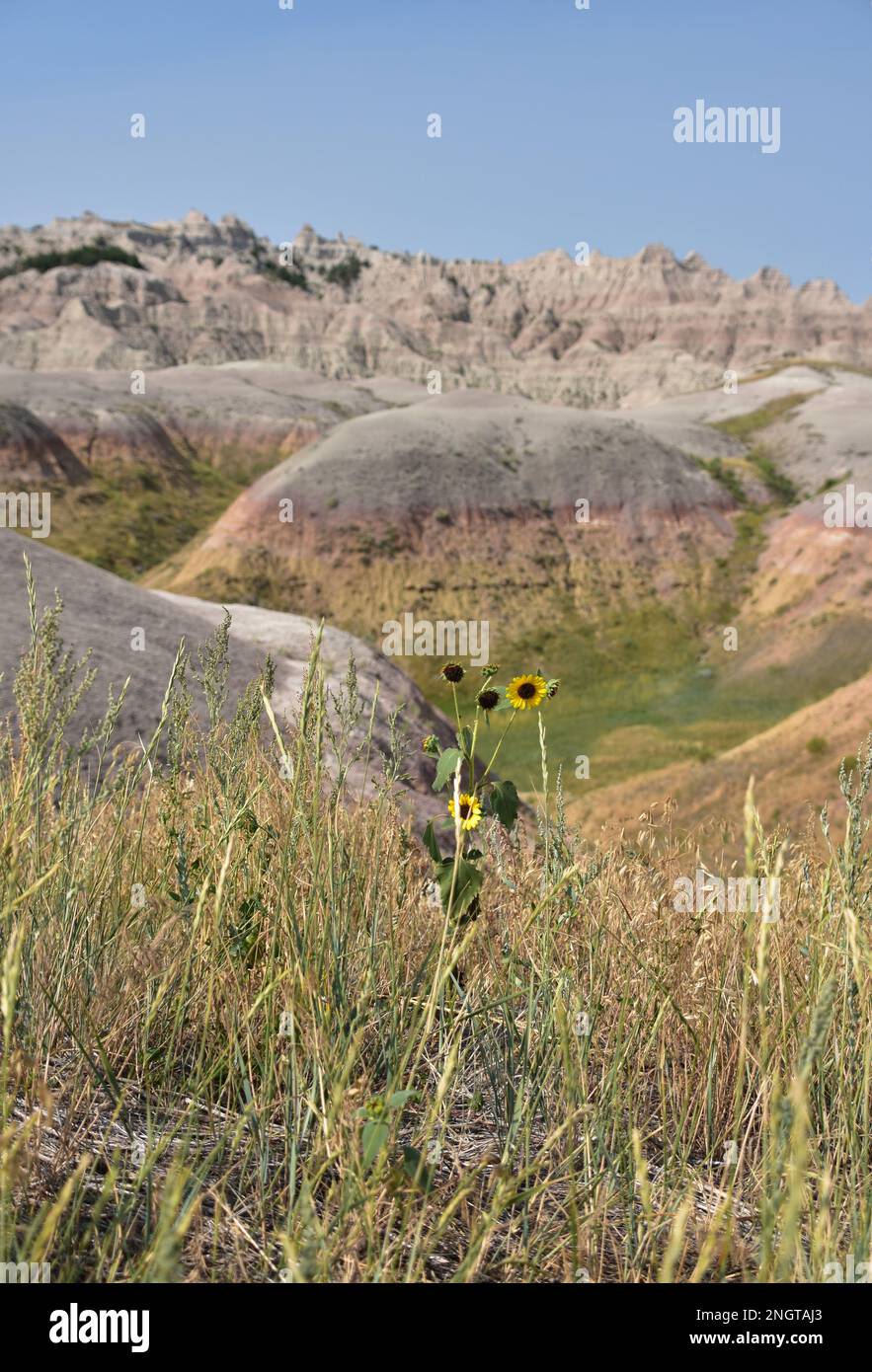 Beautiful scenic views of yellow mounds overlook in the Badlands Stock ...