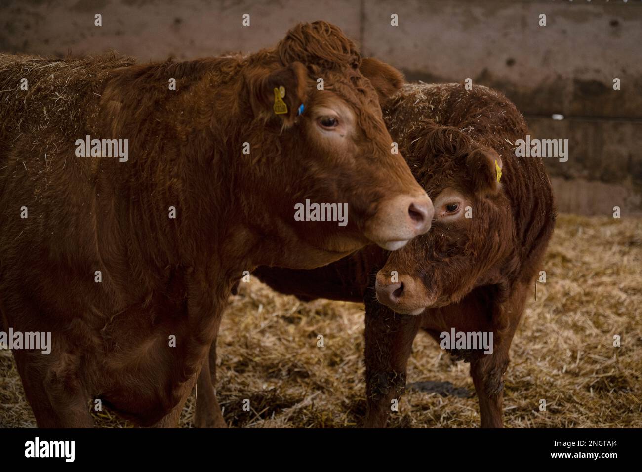 Limousin cows cornwall hi-res stock photography and images - Alamy