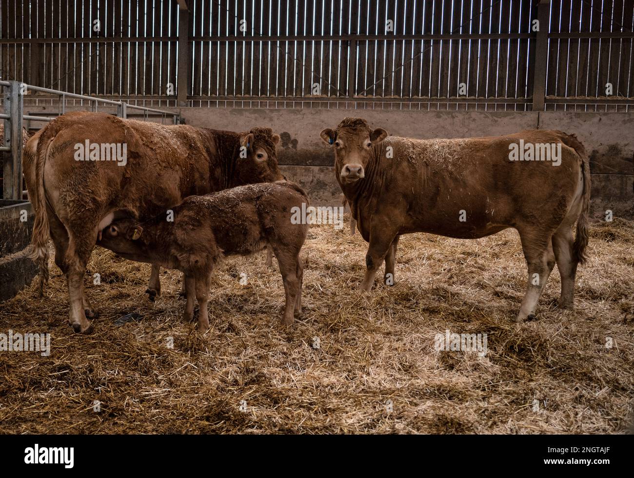 Limousin cattle in a barn with mothers and babys Stock Photo - Alamy