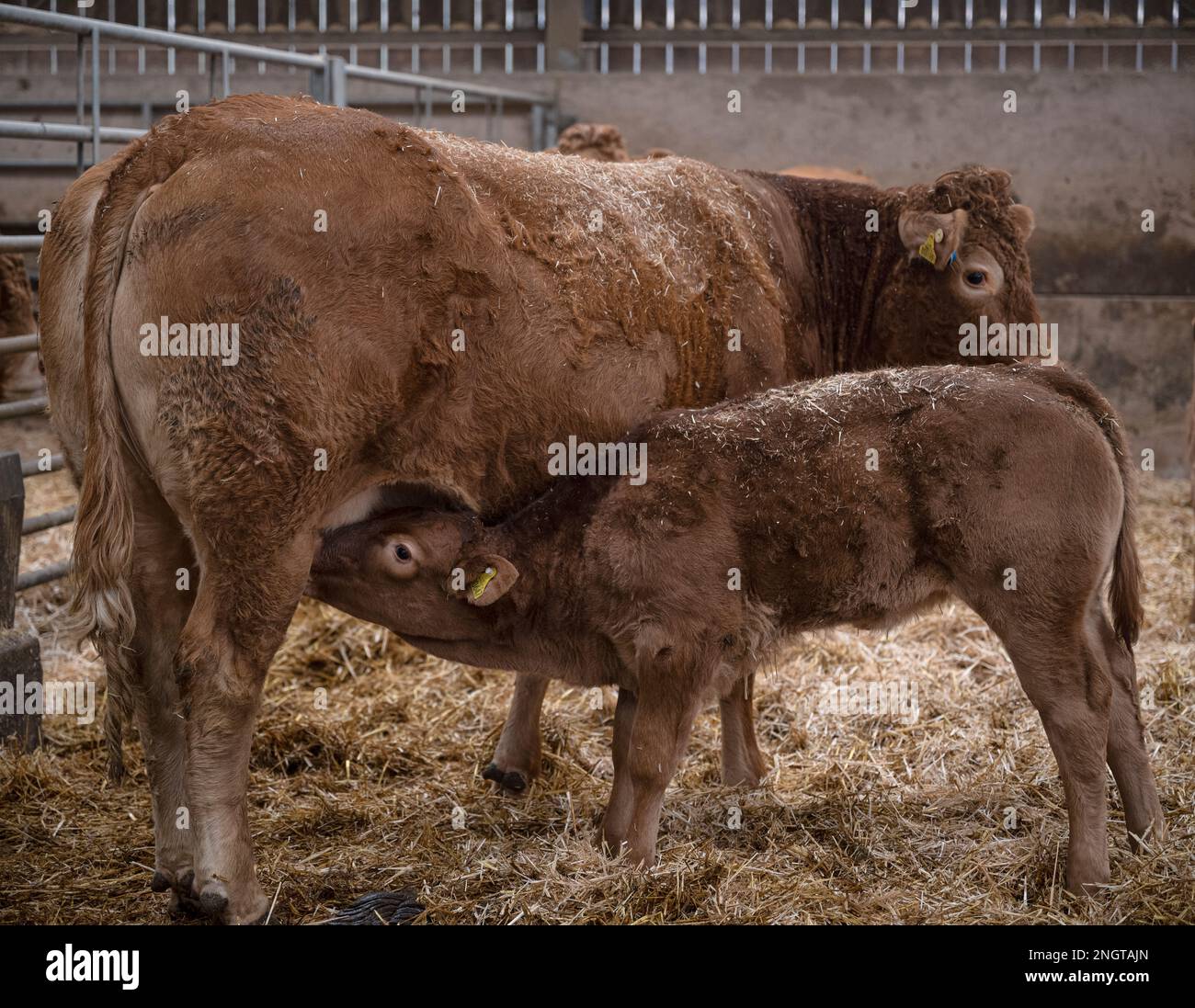 Limousin cows cornwall hi-res stock photography and images - Alamy
