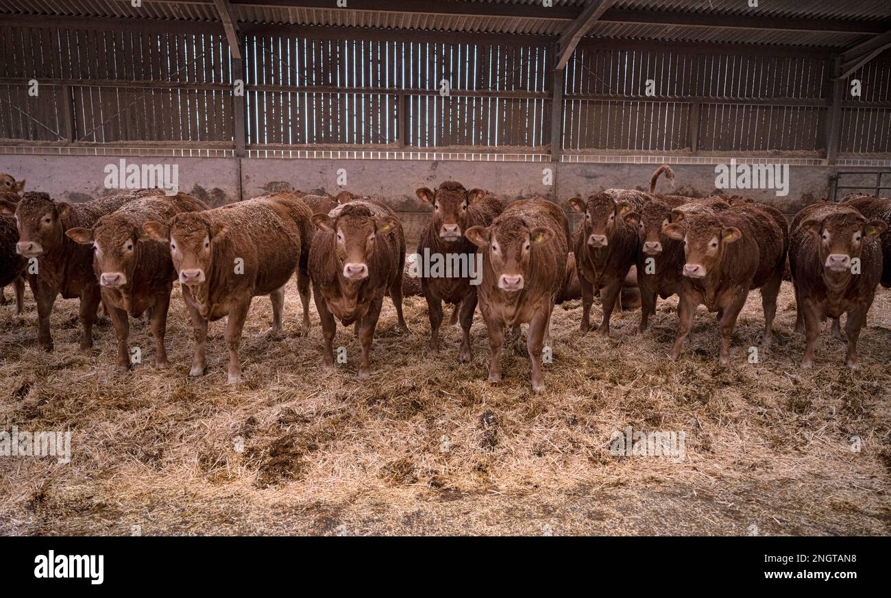 Limousin cows cornwall hi-res stock photography and images - Alamy