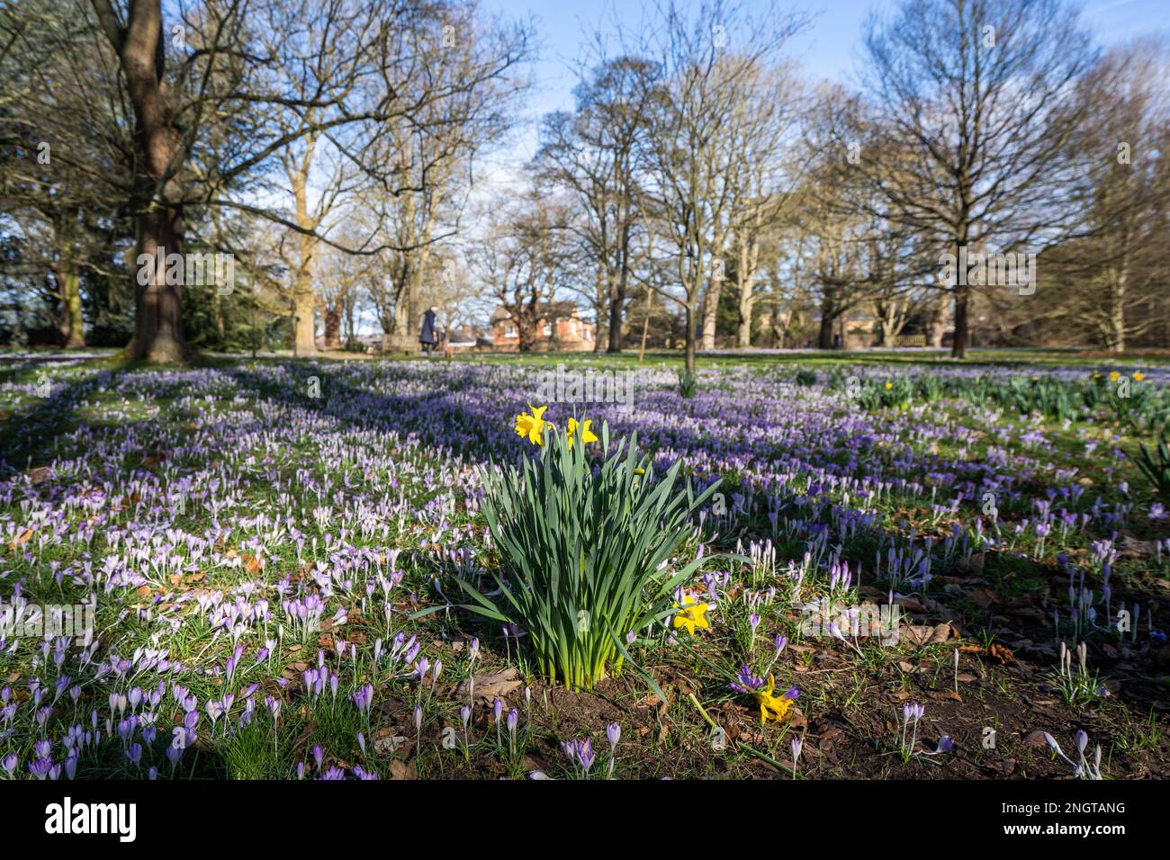 London, UK. 19 February 2023. Spring daffoldils and purple flowers have ...