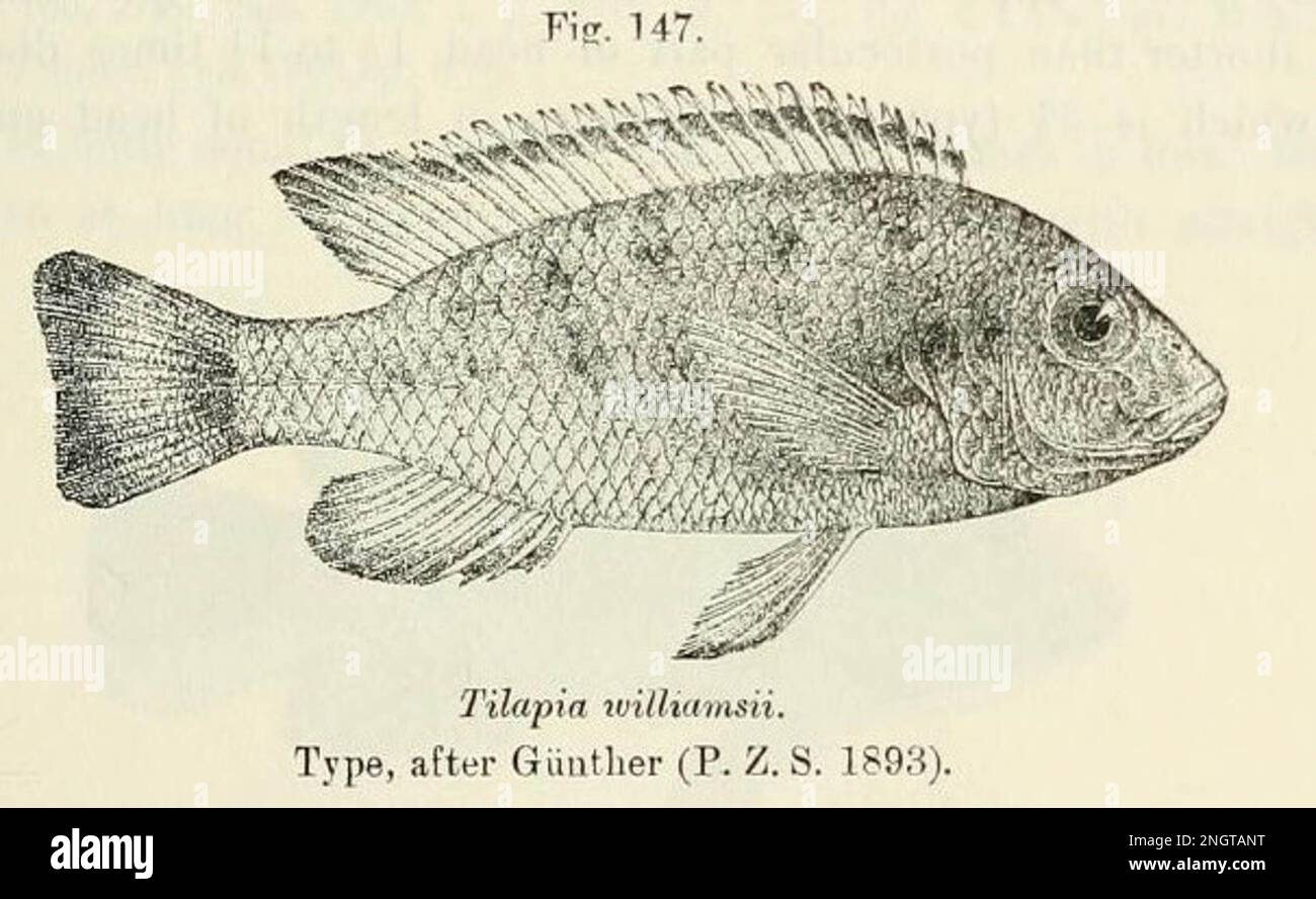 Red top historical hi-res stock photography and images - Alamy