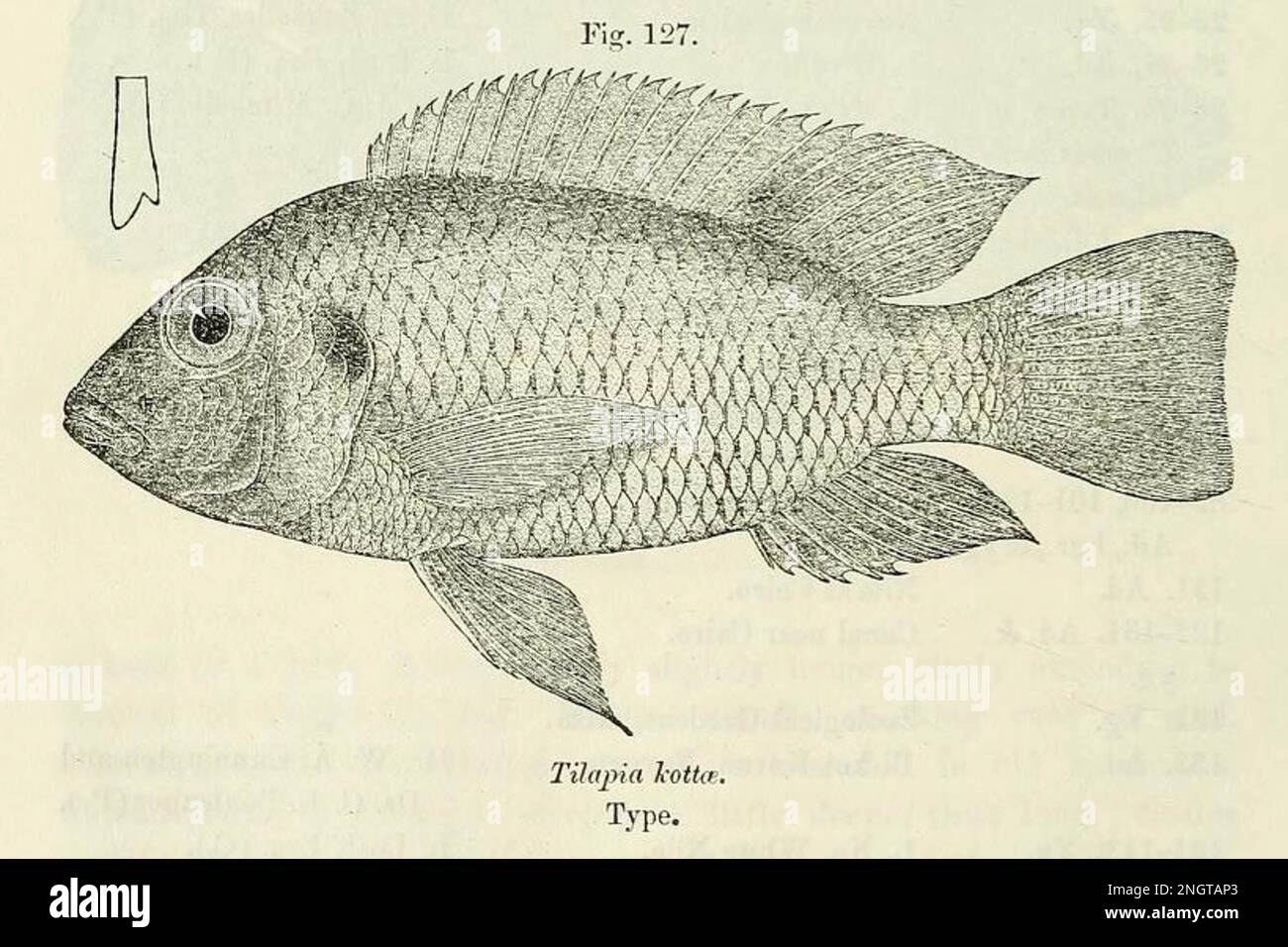 Ancient fish tilapia hi-res stock photography and images - Alamy