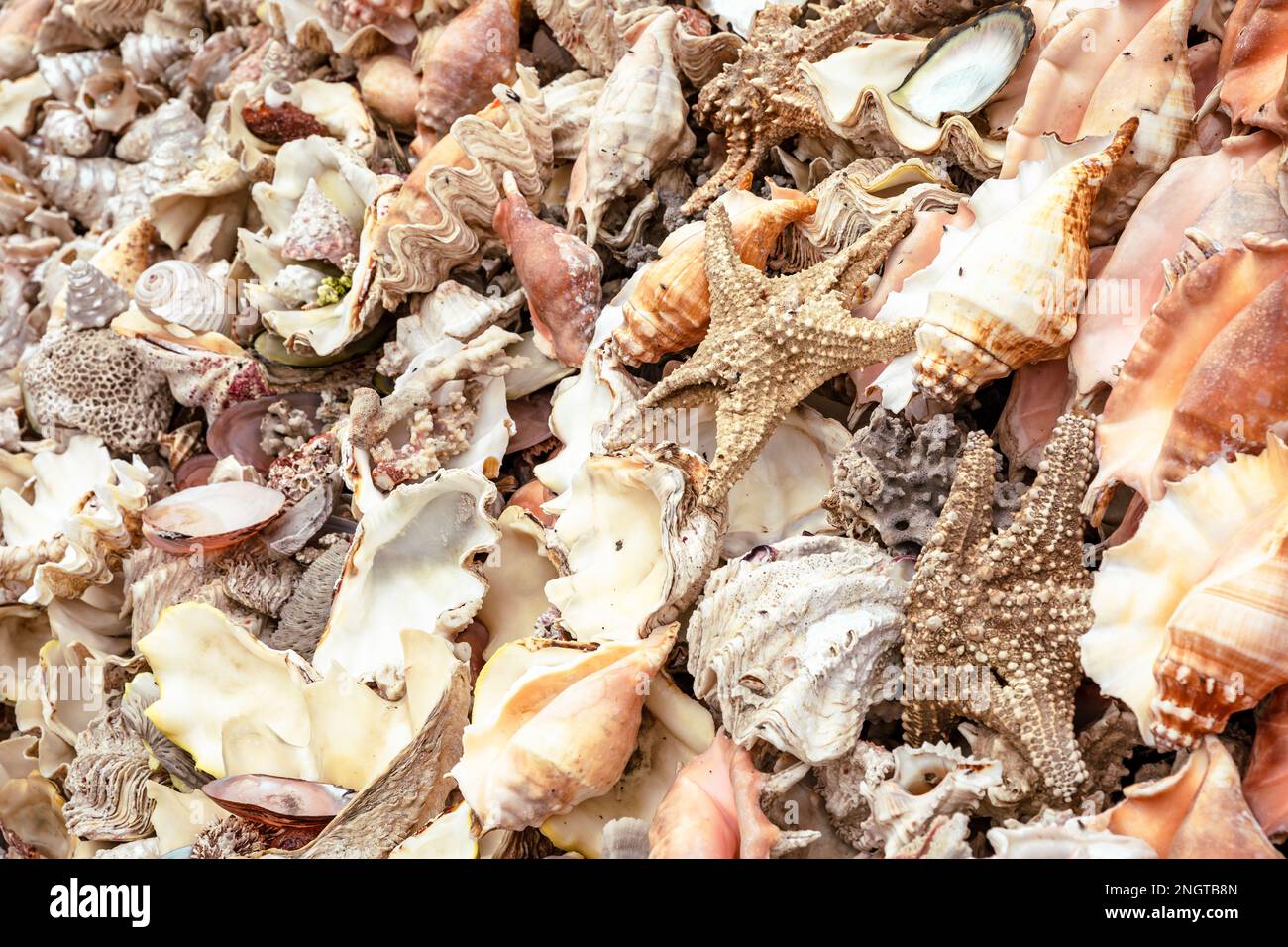Marine Shells sold as Souvenirs in Alexandria market, Egypt. Africa ...