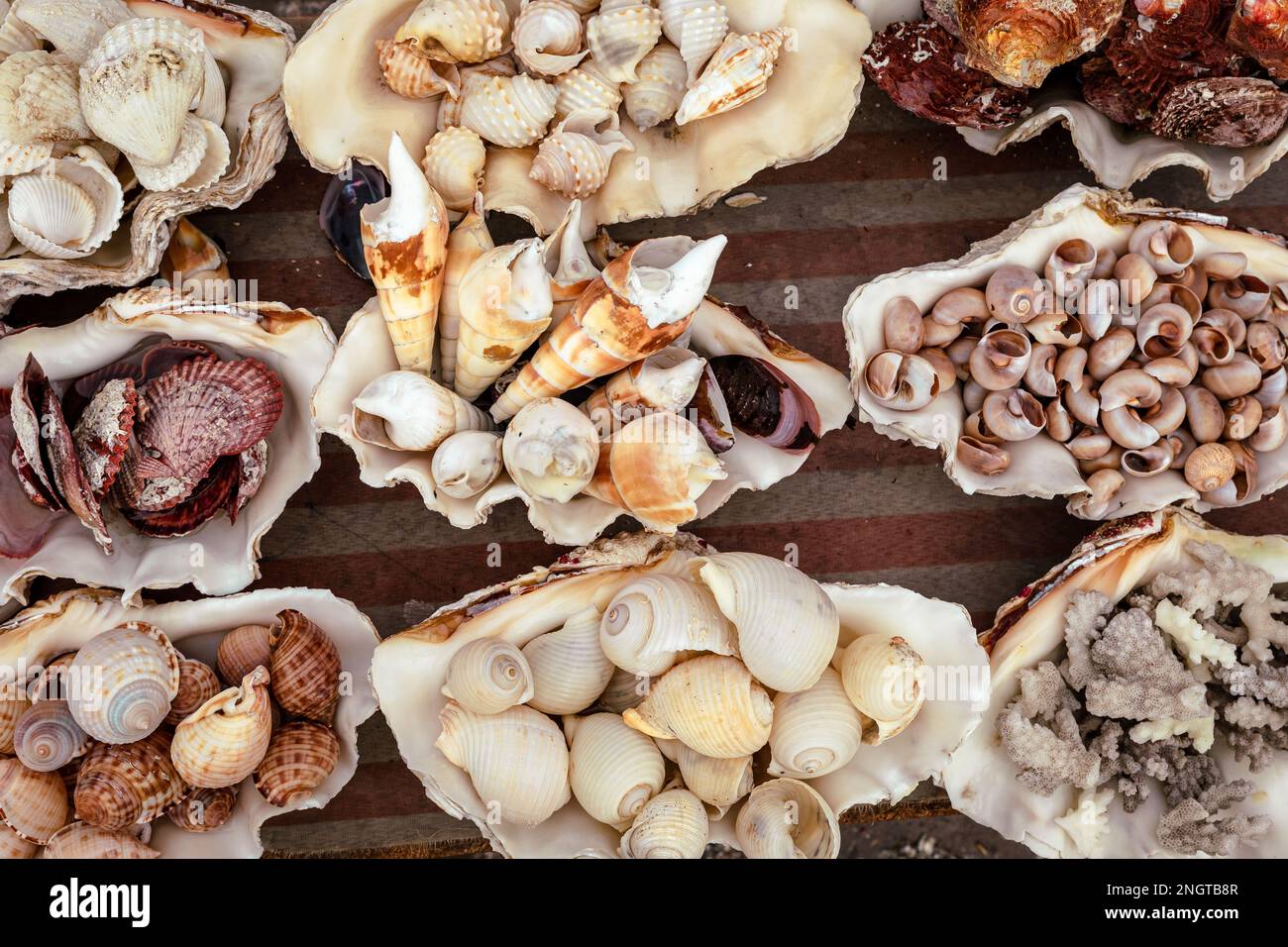Marine Shells sold as Souvenirs in Alexandria market, Egypt. Africa ...