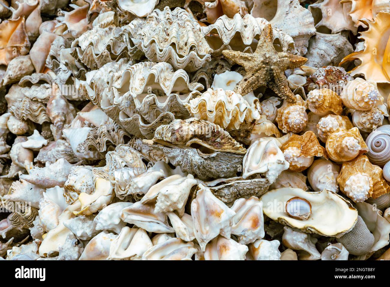 Marine Shells sold as Souvenirs in Alexandria market, Egypt. Africa ...
