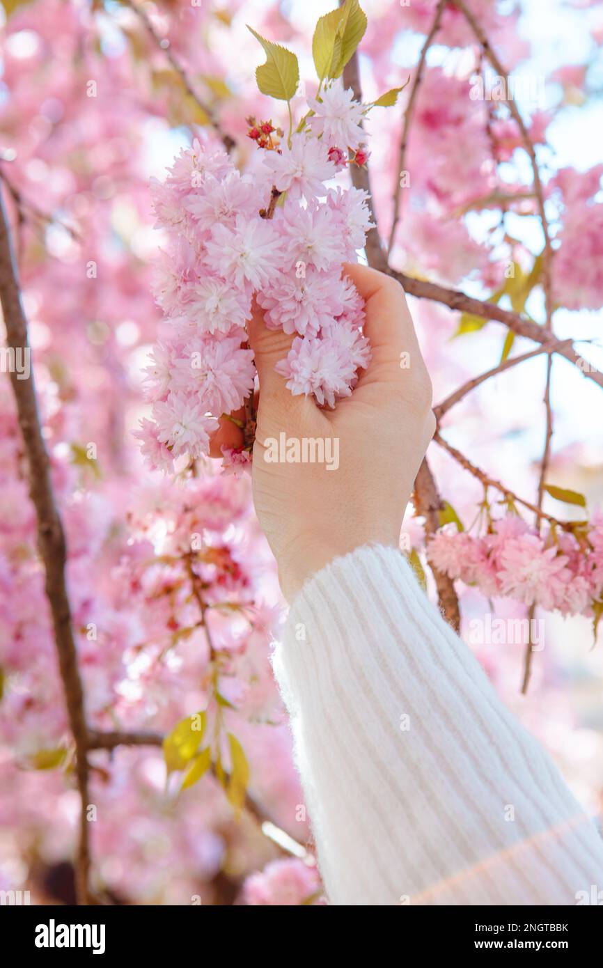 woman hand touching blooming sakura tree Stock Photo - Alamy