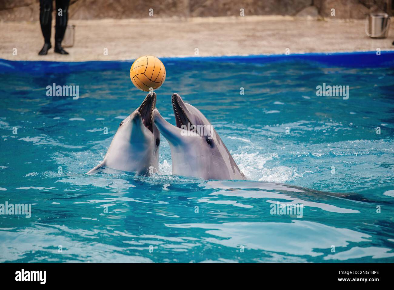 Two dolphins playing with ball in blue water Stock Photo - Alamy