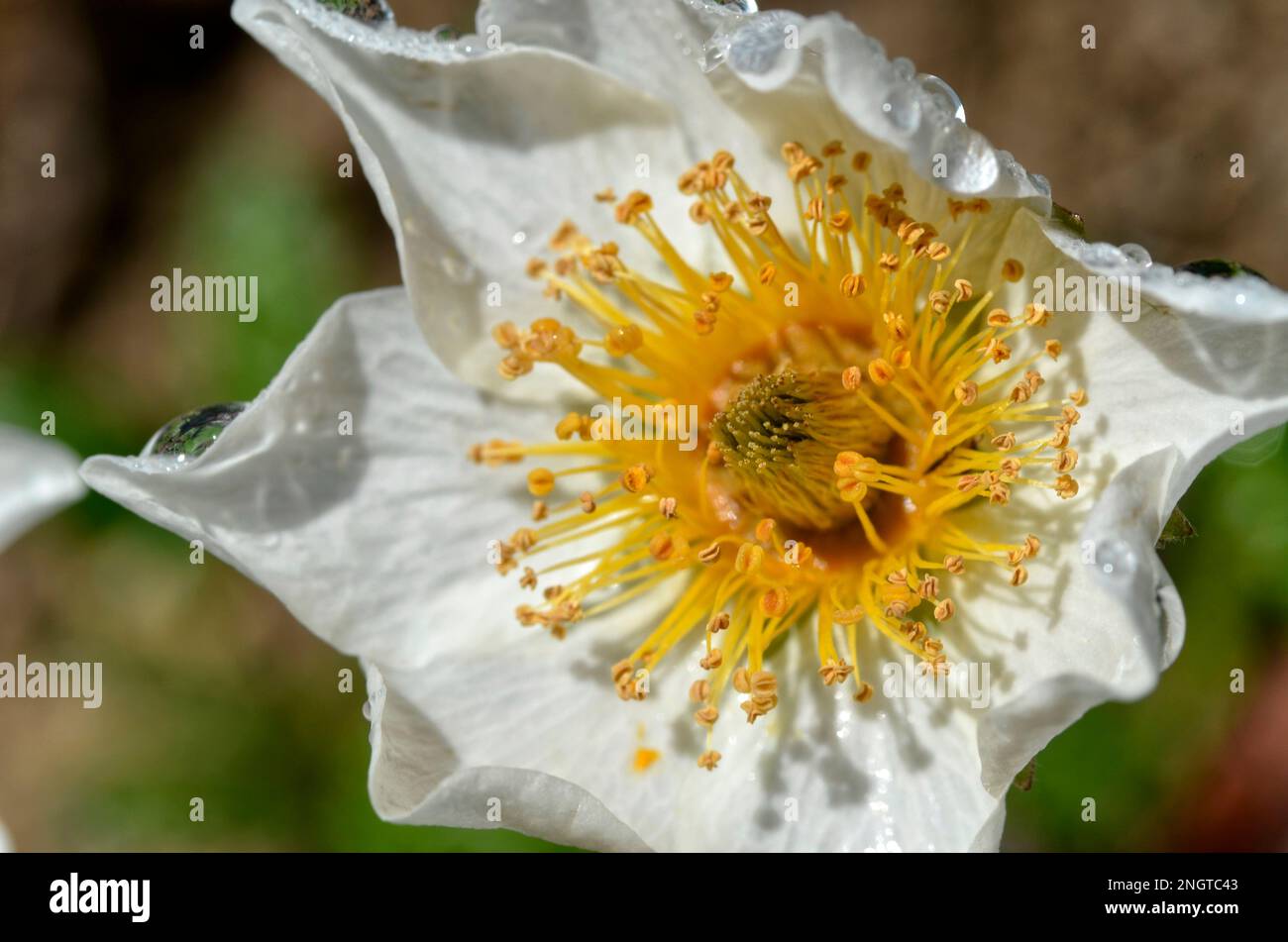 Macro of white Dryas (Dryas octopetala) with dewdrop on the petals in ...