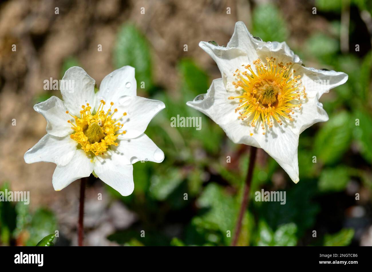 Macro of white Dryas (Dryas octopetala) with dewdrop on the petals in ...