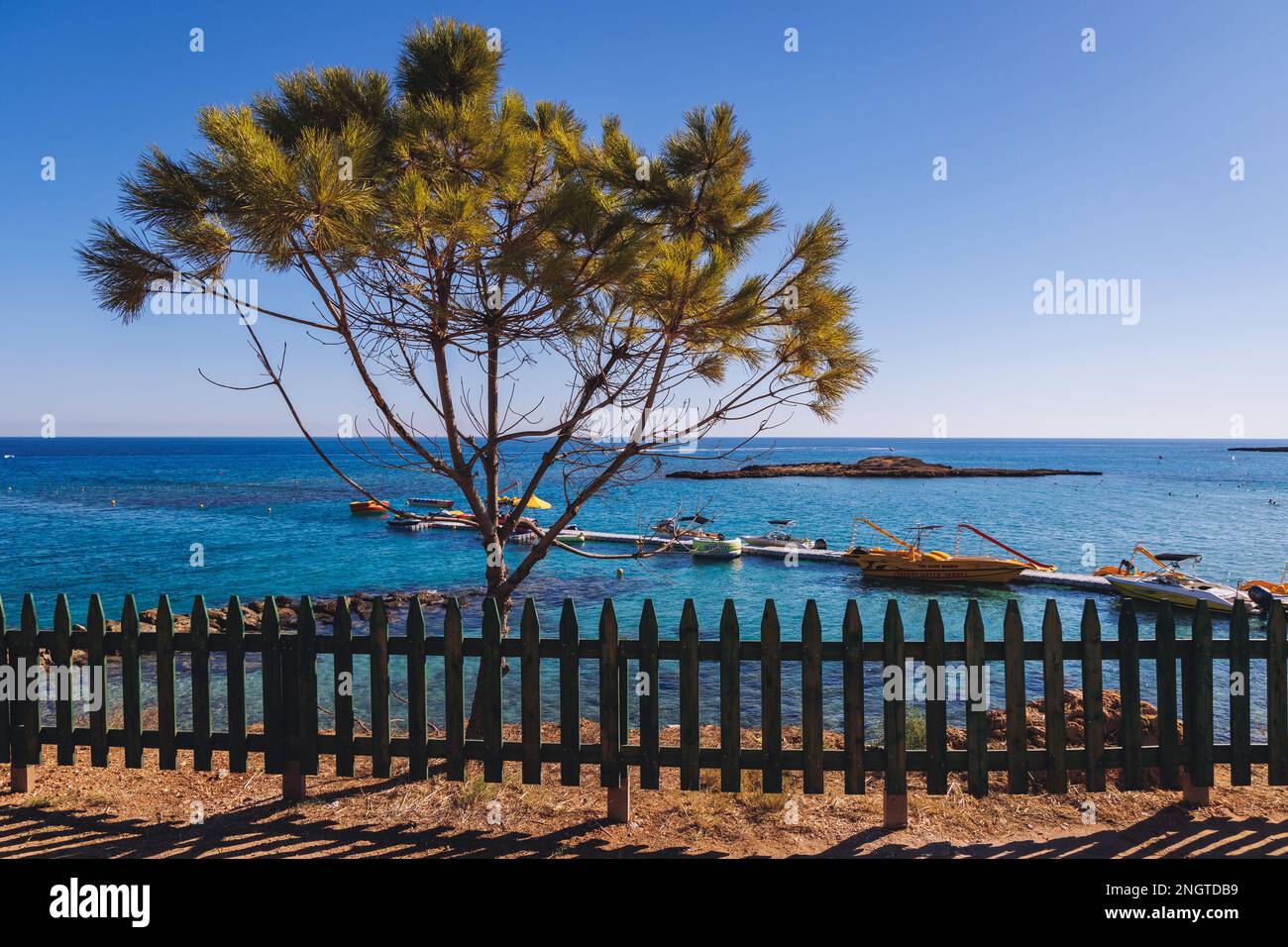 Single tree on a promenade in Protaras resort in Famagusta District ...