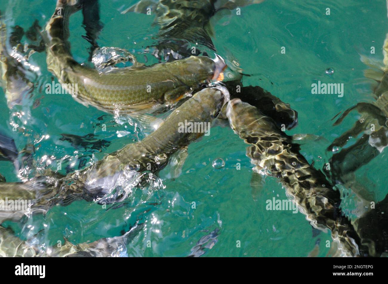 Bread bait hi-res stock photography and images - Alamy