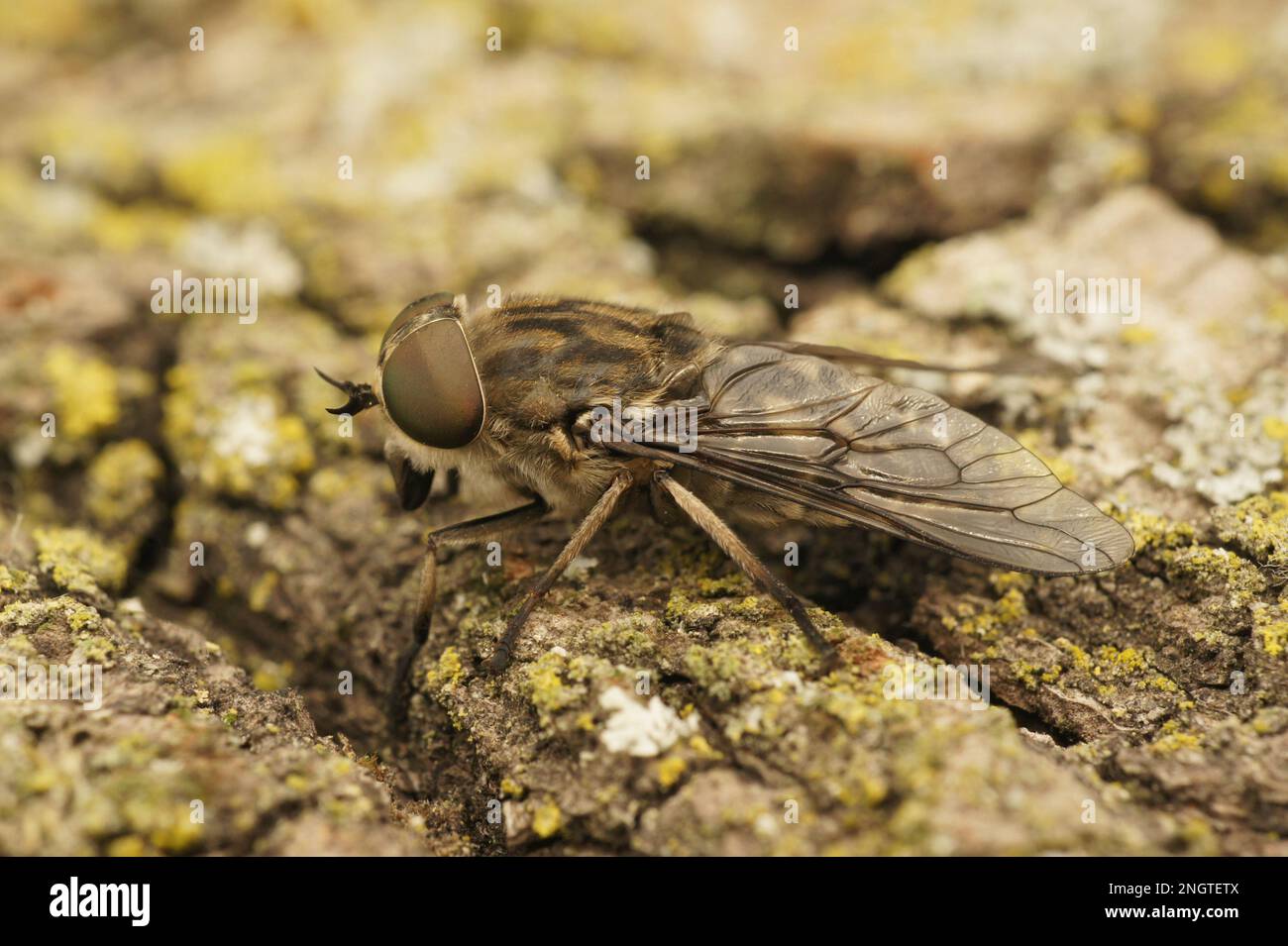 Natural closeup on a grey colored horse or cleg fly, Tabanus autumnalis ...