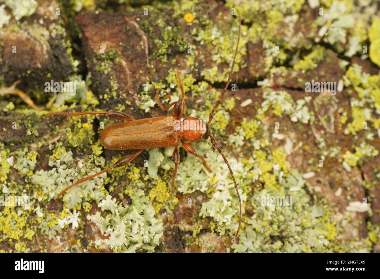 Testaceus hi-res stock photography and images - Alamy