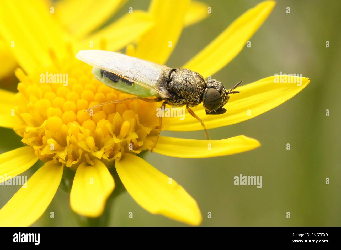 Natural closeup on the Common Green Colonel, Oplodontha viridula ...