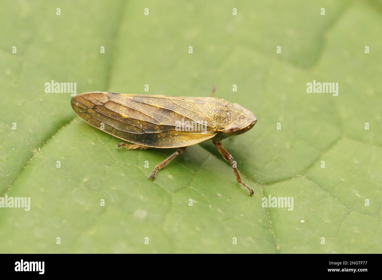 Natural closeup on a European brown green planthopper in the garden ...