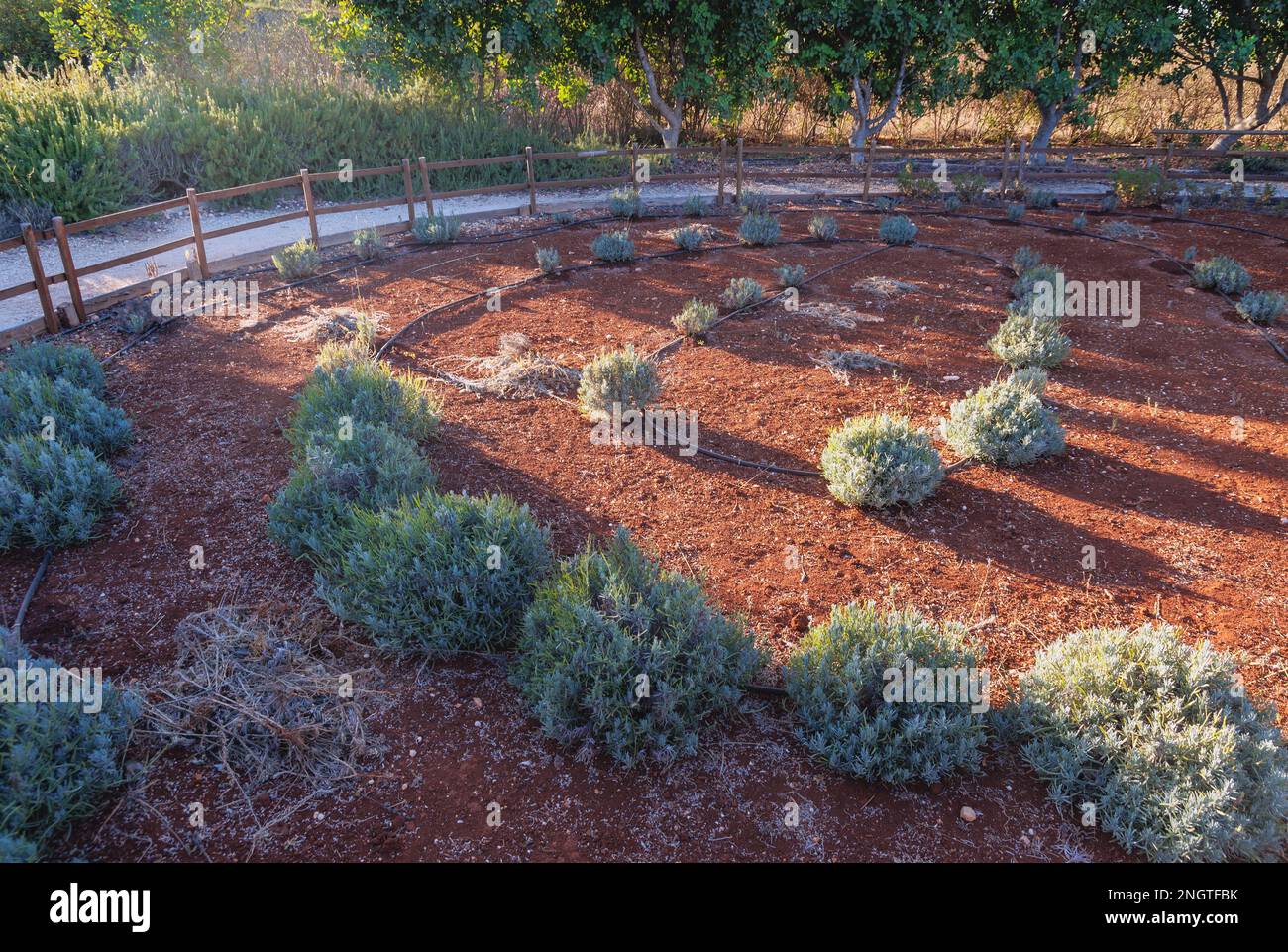 Herb garden in CyHerbia Botanical Park and Labyrinth in Cyprus island ...