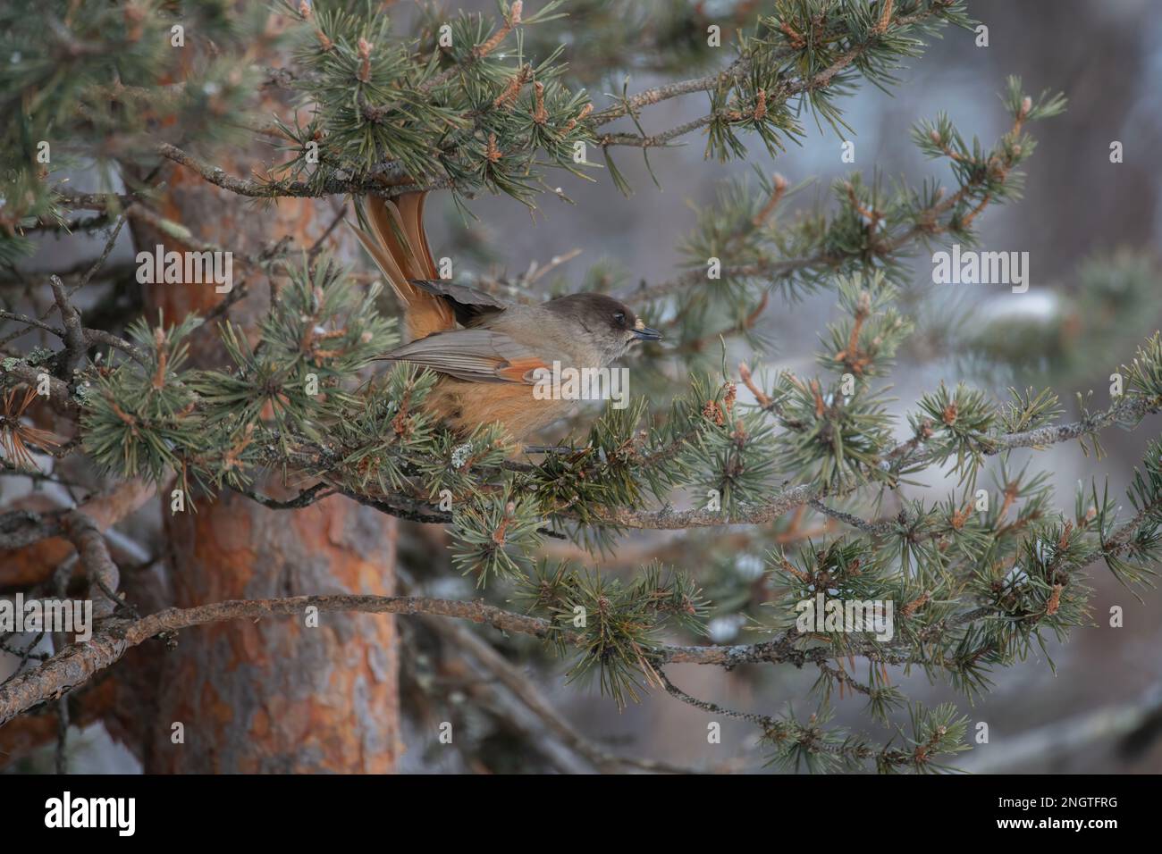 Perisoreus infaustus winter snow hi-res stock photography and images ...