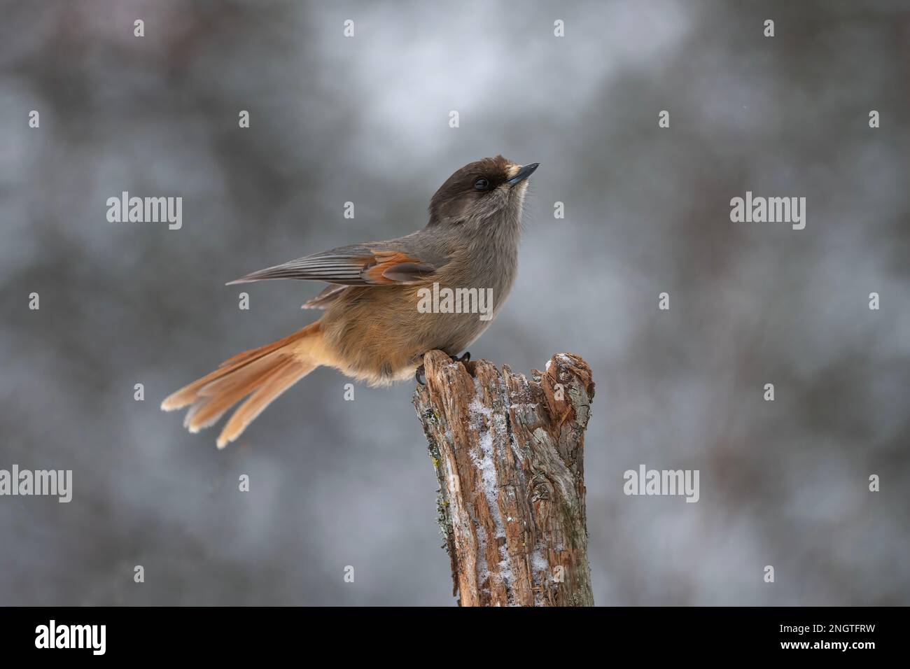 Perisoreus infaustus winter snow hi-res stock photography and images ...