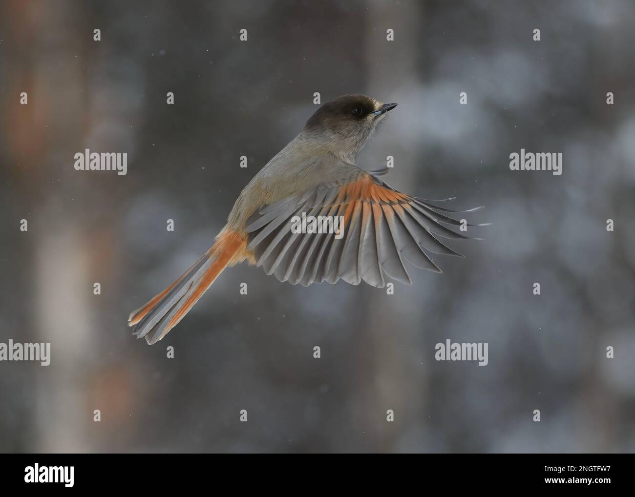 Jay Siberian (Perisoreus infaustus), in winter in the snow, Kaamanen ...