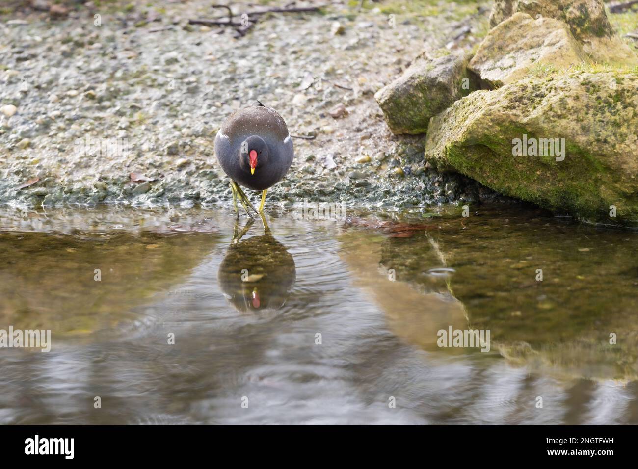 Common moorhen (Gallinula chloropus), also known as the waterhen or ...
