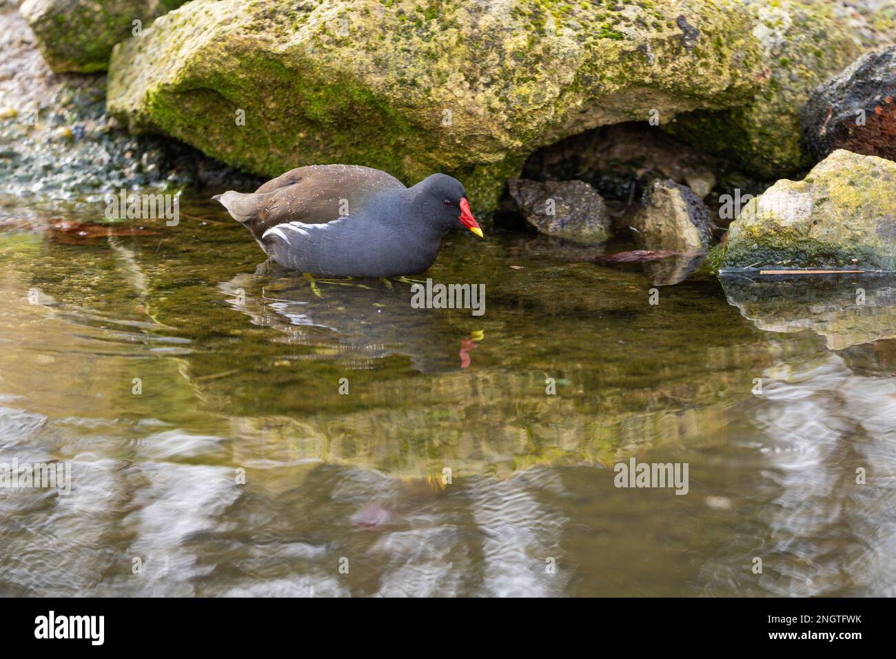 Common moorhen (Gallinula chloropus), also known as the waterhen or ...