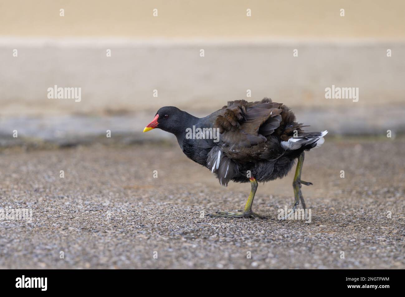 Common moorhen (Gallinula chloropus), also known as the waterhen or ...