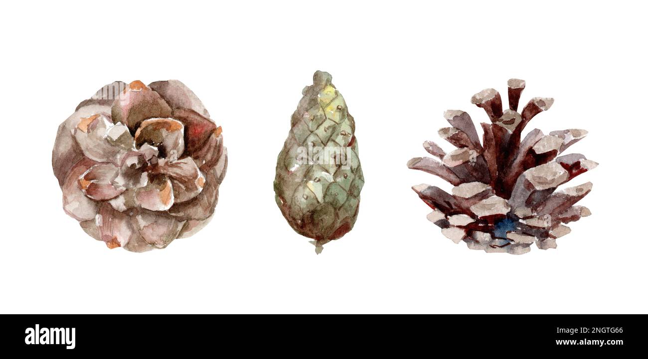 Botanical set watercolor illustrations of pine cones. Pine cone on a ...