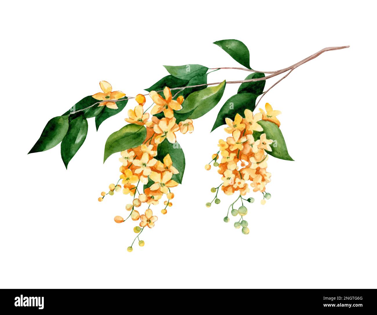 Fistula cassia flower, blooming acacia with leaf isolated on white ...