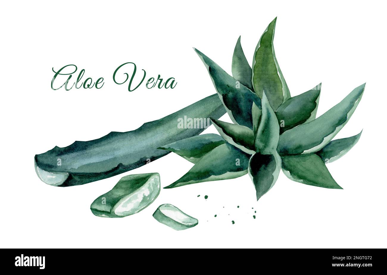 Organic Aloe vera horizontal illustration. Hand drawn watercolor Stock ...