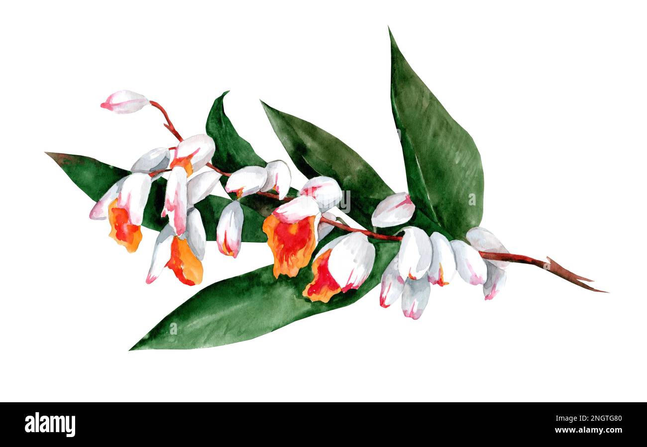 Cardamom plant hi-res stock photography and images - Alamy