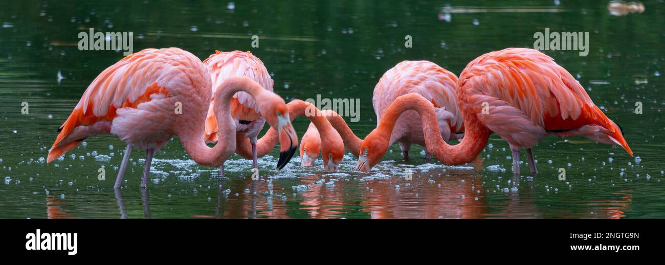 Flamingos eating hi-res stock photography and images - Alamy